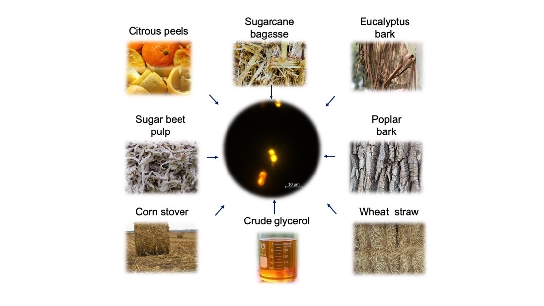 Exploring yeast diversity to produce lipid-based biofuels from agro ...